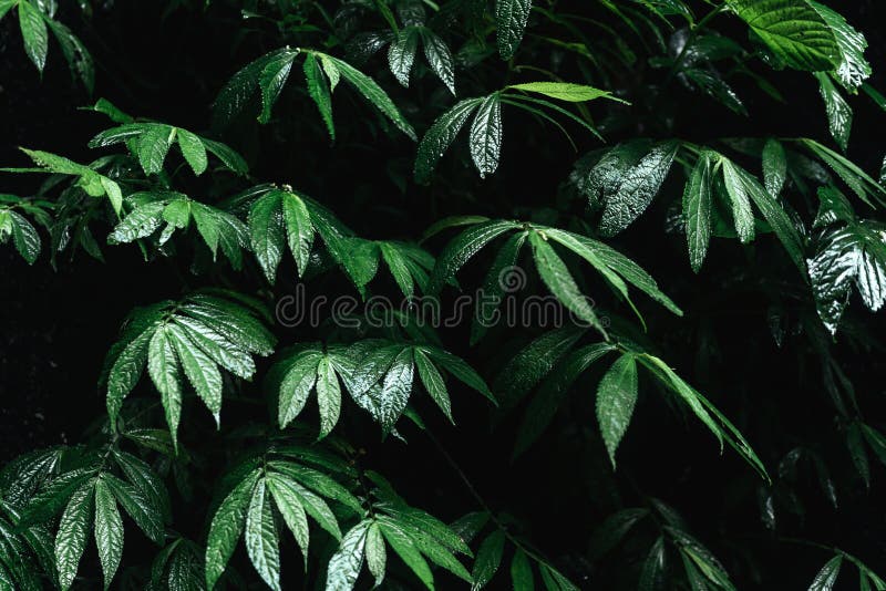 Creative Nature Layout Made of Tropical Leaves. Stock Image - Image of ...