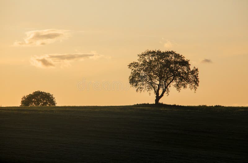 Minimalism Landscape of Tree in Farm Paddock with Bronze Sky Colour ...