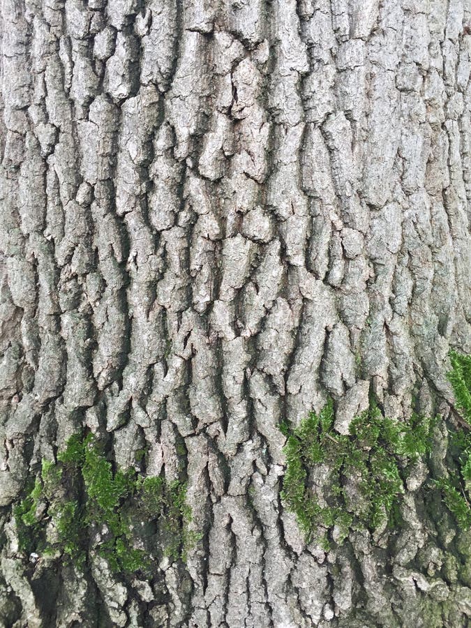 Creative Pattern Natural Bark Stock Image - Image of beautiful, nature ...