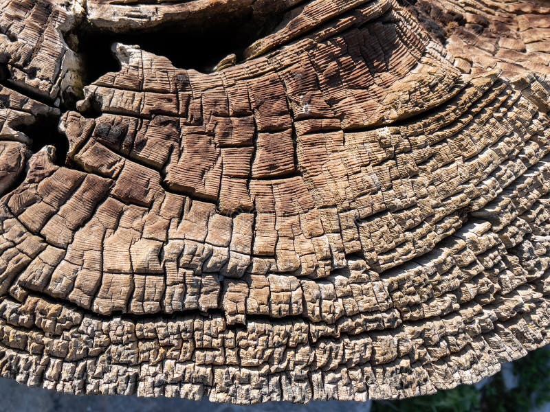 Creative Patterns of the Trunk of Trees Cut Down and Old Trees in the ...