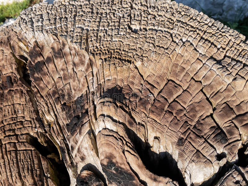 Creative Patterns of the Trunk of Trees Cut Down and Old Trees in the ...