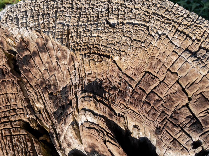Creative Patterns of the Trunk of Trees Cut Down and Old Trees in the ...