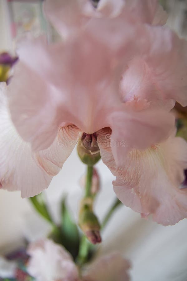 Creative Perspective Pink Flower Iris Stock Photo - Image of plant ...