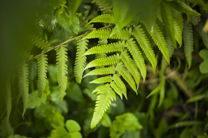 Creative Picture of Farn Tree with Other Plant Stock Image - Image of ...
