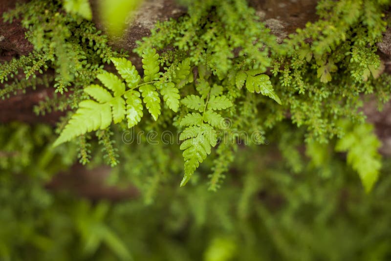 Creative Picture of Farn Tree with Others Plant Stock Photo - Image of ...