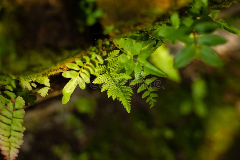 Creative Picture of Fern Tree Stock Image - Image of creative, autumn ...