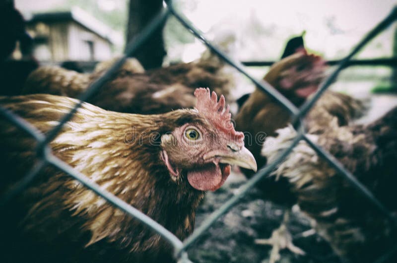 Creative Portrait of Chicken in Captivity Stock Image - Image of ...
