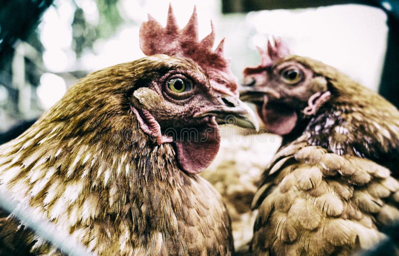 Creative Portrait of Chicken in Captivity Stock Image - Image of ...