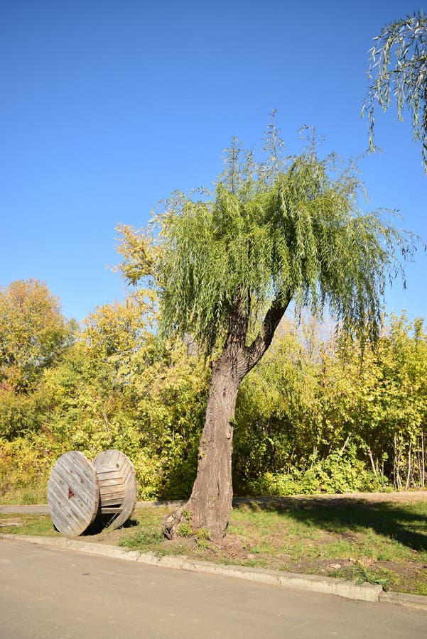 Creative Pruning Willow Tree. Trees. Creative Stock Image - Image of ...