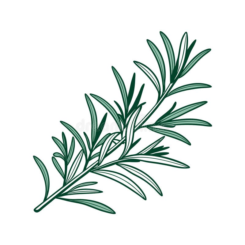 Creative Rosemary Plant Design for Home Stock Illustration ...