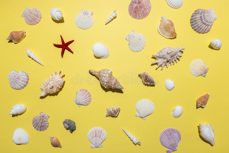 Creative Seashell Pattern on Bright Yellow Background. Summer Minimal ...