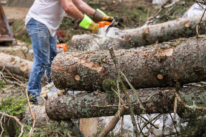 Contractors Clear Fallen Tree Post Storm Stock Image - Image of branch ...
