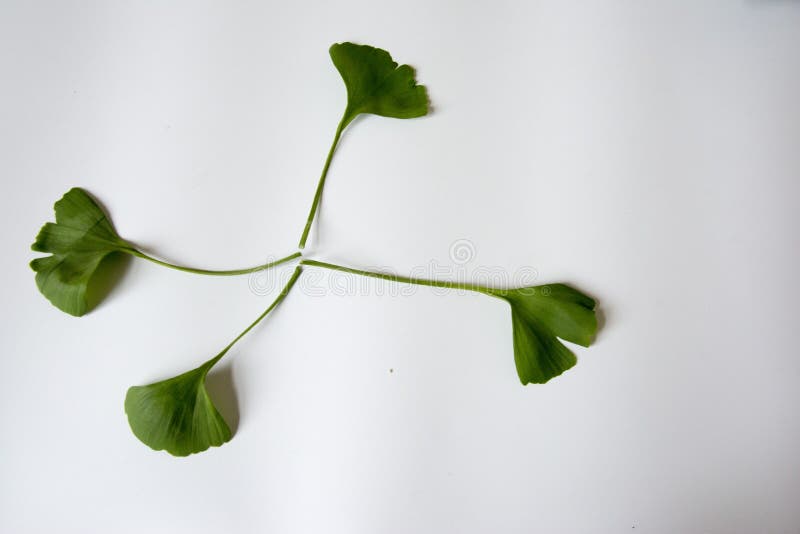 Creative Shape of Ginkgo Leaf Stock Image - Image of details, local ...