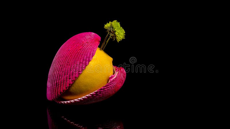 Composition with Lemon and Shells on a Black Background Stock Image ...