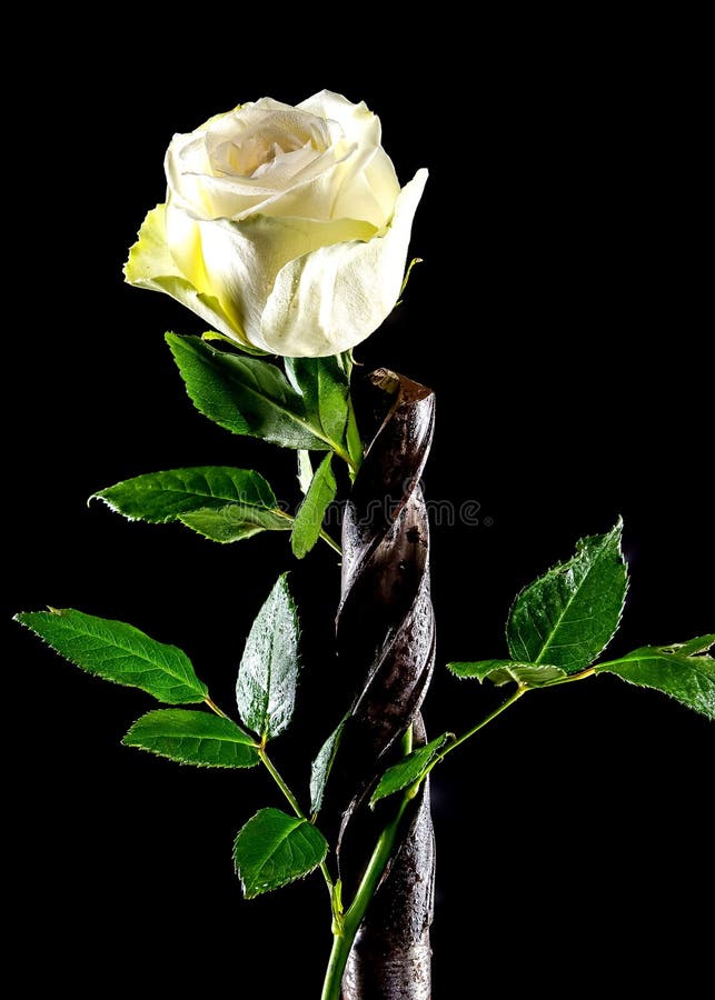 Composition with Old Rusty Drill Bit and White Rose Stock Photo - Image ...