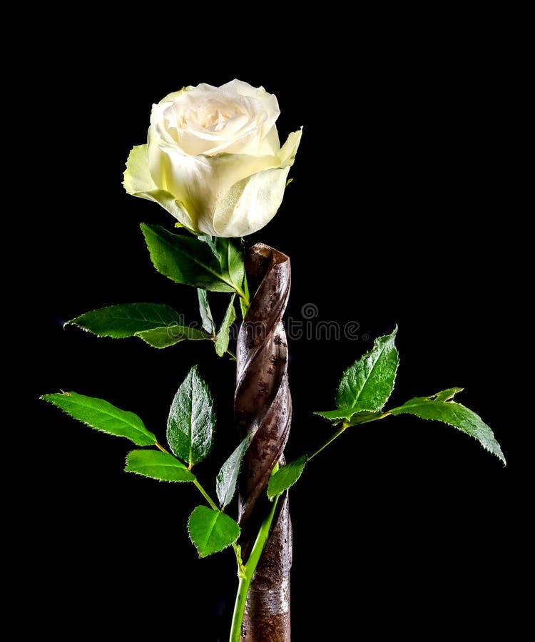 Composition with Old Rusty Drill Bit and White Rose Stock Image - Image ...