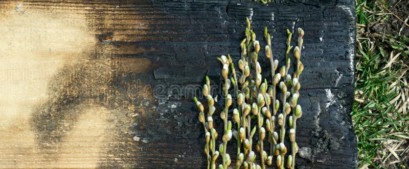 Creative Top View Willow Tree Blooming Flowers Brunch a on Rustic ...