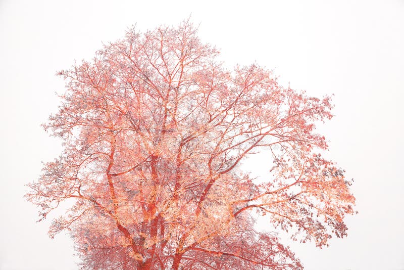 Creative Tree on a White Background Stock Image - Image of park ...