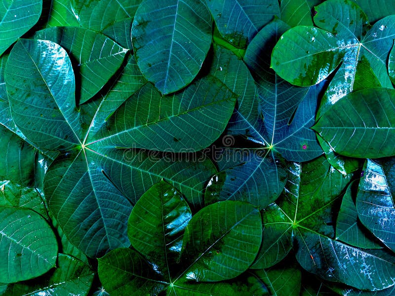 Creative Tropical Leaf Backgrounds with Dark and Cool Color Tones Stock ...