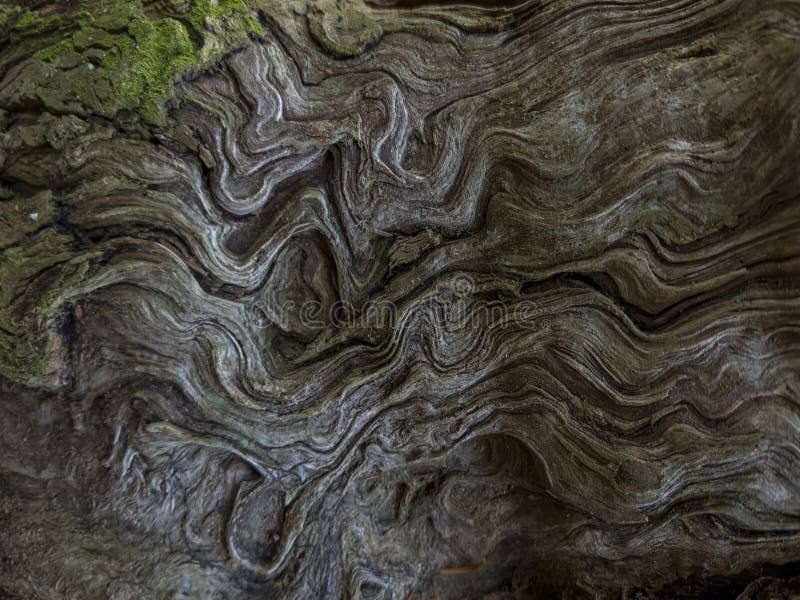 Creative Trunk Texture and Artistic Shapes of the Centuries-old Spruce ...