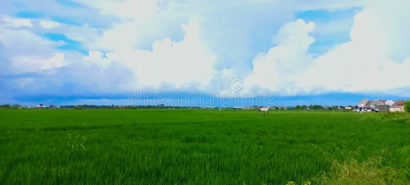 Creative and Unique Photos of Rice Fields Stock Image - Image of ...