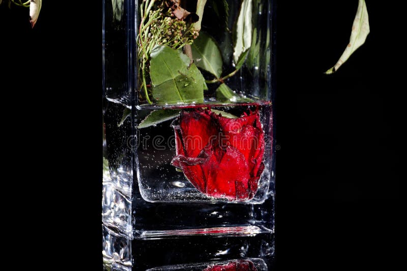 Creative Upside Down Concept - Red Rose with Head in a Flower Vase - a ...