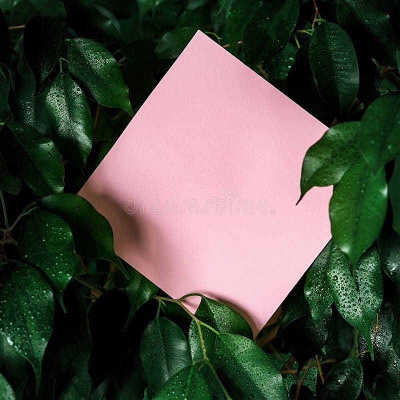 Creative Wet Tropical Leaf Layout with a Pink Note Card. Natural Leafy ...