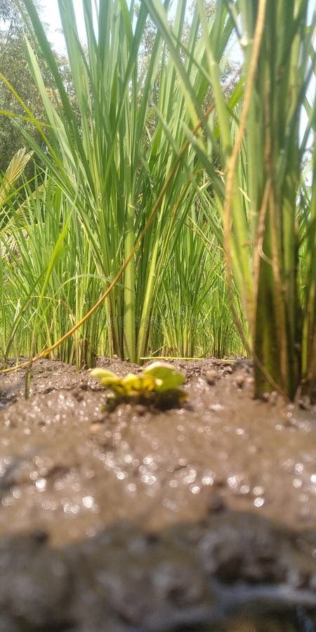 The Rice Plants in the Photo are As Natural As Possible Stock Image ...