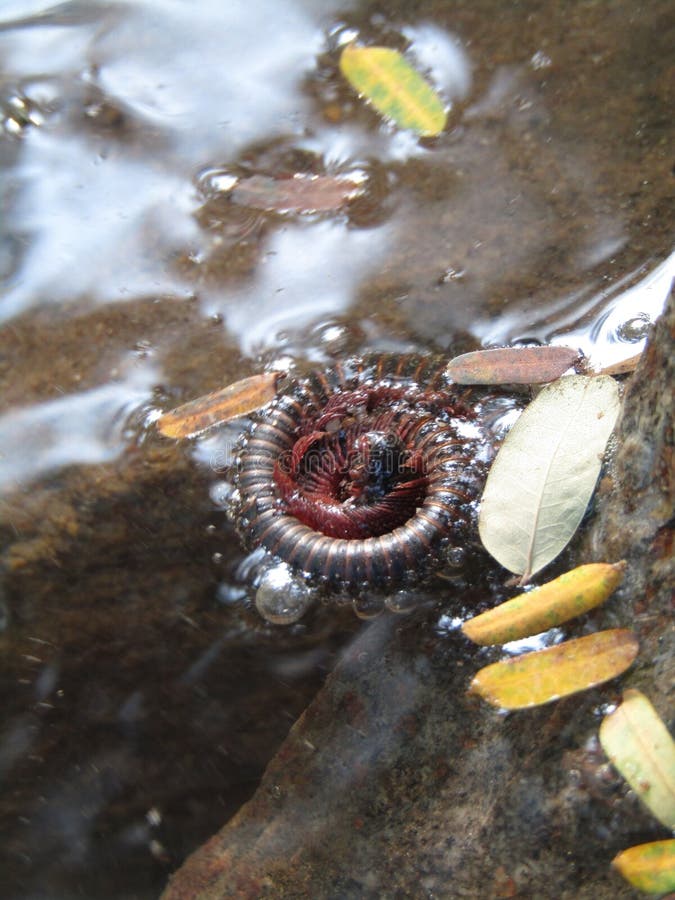 Creature Plots in the Water Looks Different Stock Photo - Image of ...