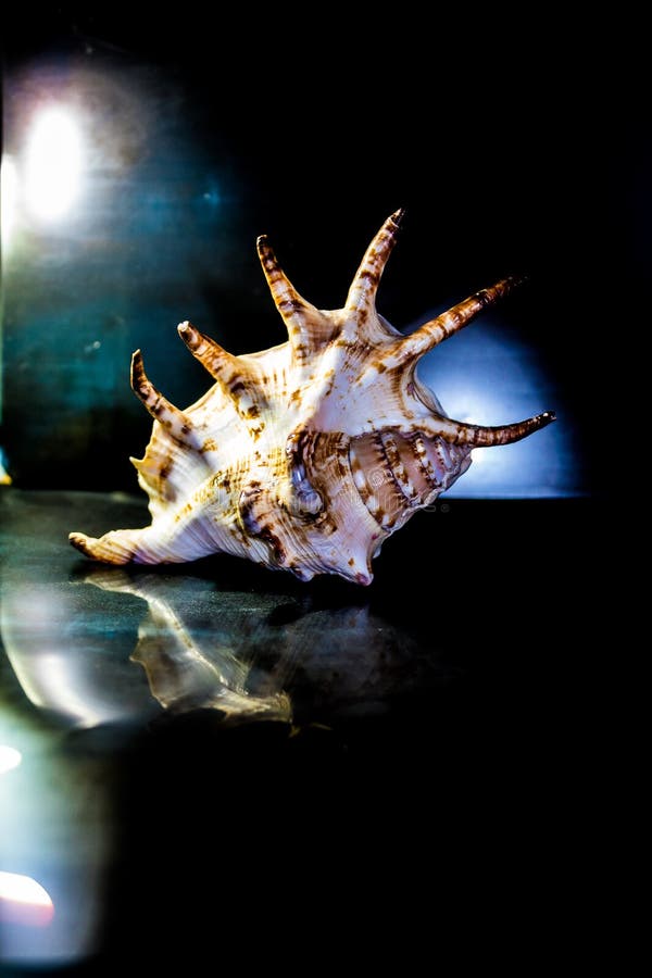 Creature Shell stock photo. Image of room, white, mirror - 98466720