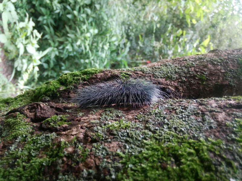 A Creature in tree trunk stock image. Image of trunk - 99947035