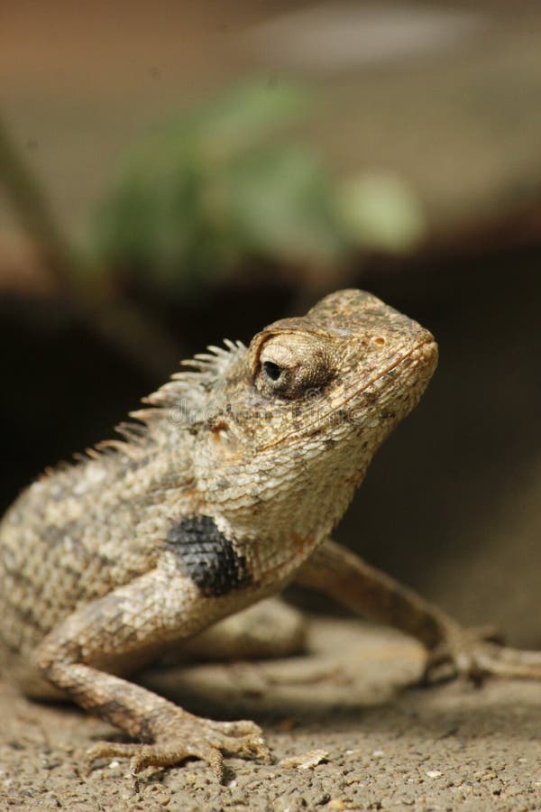 Indian creature. stock image. Image of camolian, relates - 135077645