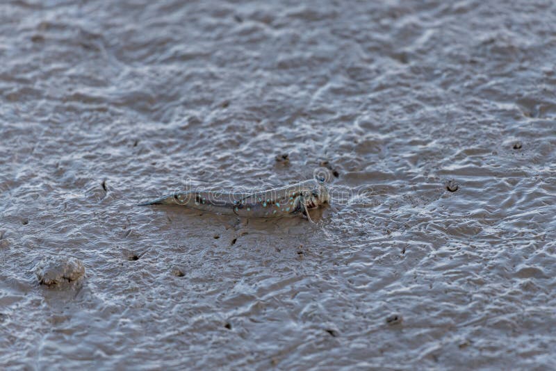Creatures on the Beach,jumping Fish-mudskipper Stock Photo - Image of ...