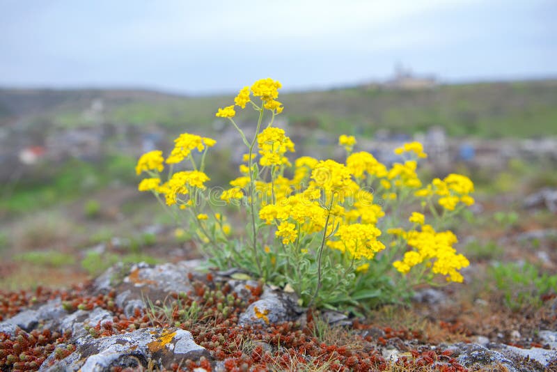 Crecimiento De Flores En La Roca Imagen de archivo - Imagen de verde ...