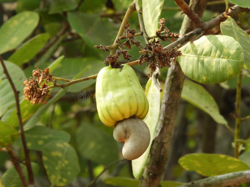 Crecimiento De Fruta Del Anacardo Imagen de archivo - Imagen de ...