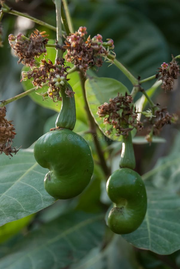 Anacardos Que Maduran En árbol Foto de archivo - Imagen de primer ...