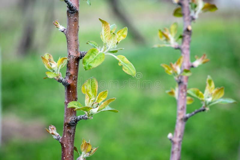 Crecimiento De Pocas Hojas Del Manzano Imagen de archivo - Imagen de ...
