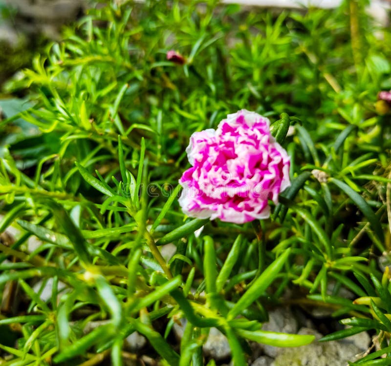 Crecimiento Del Musgo De Rosa Foto de archivo - Imagen de wildflower ...