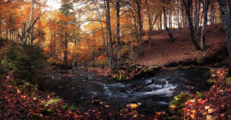 Creek at Autumn Colors Forest Stock Photo - Image of morning, water ...