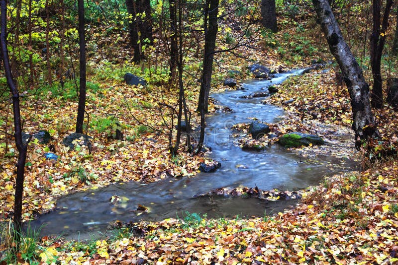 Creek in autumn forest stock image. Image of gold, forest - 16267487
