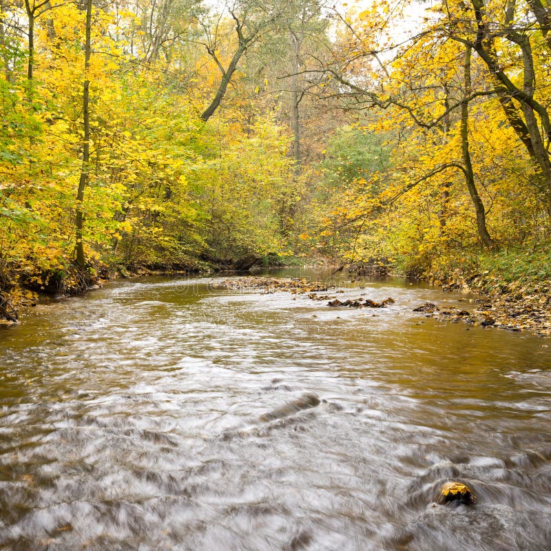 Creek in the autumn stock photo. Image of autumn, nature - 79741006