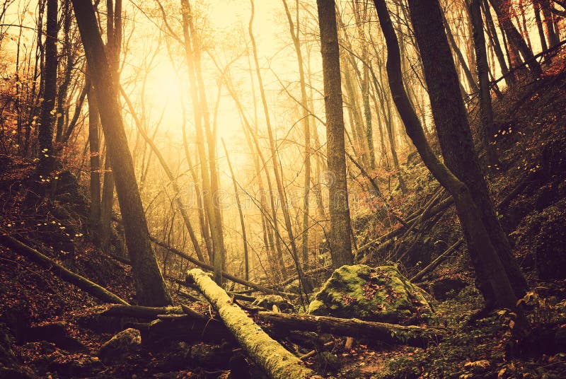 Creek stock image. Image of outdoor, leaf, europe, brook - 52156299