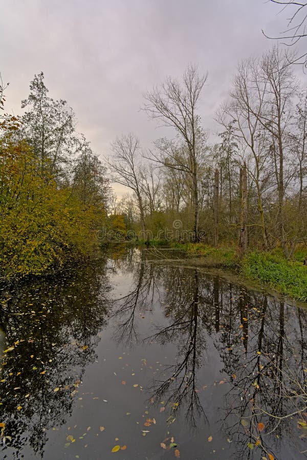 Creek and Autumn Trees in the Flemish Countryside Stock Photo - Image ... Creek and Autumn Trees in the Flemish Countryside Stock Photo - Image ...