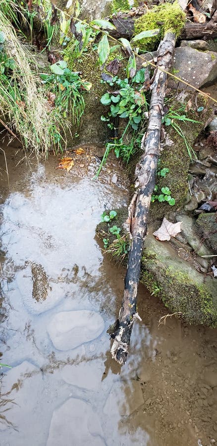 Creek Bed Pooled with Water Stock Image - Image of reflection, flower ...