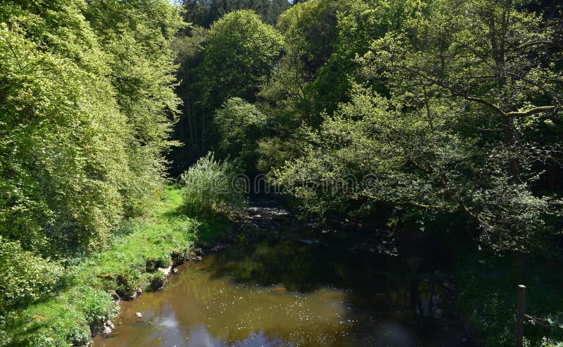 Creek Bed with Shallow Water in a Forested Area Stock Image - Image of ...