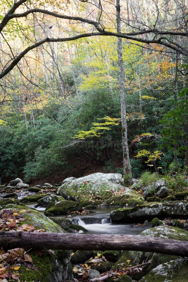 Log Deadfall Stock Photos - Free & Royalty-Free Stock Photos from ...