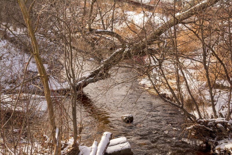 Creek with empty trees stock photo. Image of snow, trees - 266619598