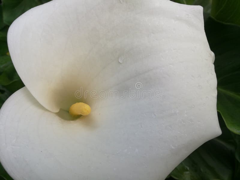 Creek and flower stock photo. Image of creek, boulder - 2937160