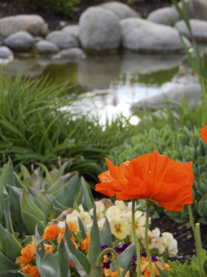 Creek Flowers stock image. Image of plant, flower, flowers - 59903369