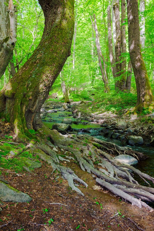 Shallow Water Stream Flowing through the Valley in Carpathian Mountain ...